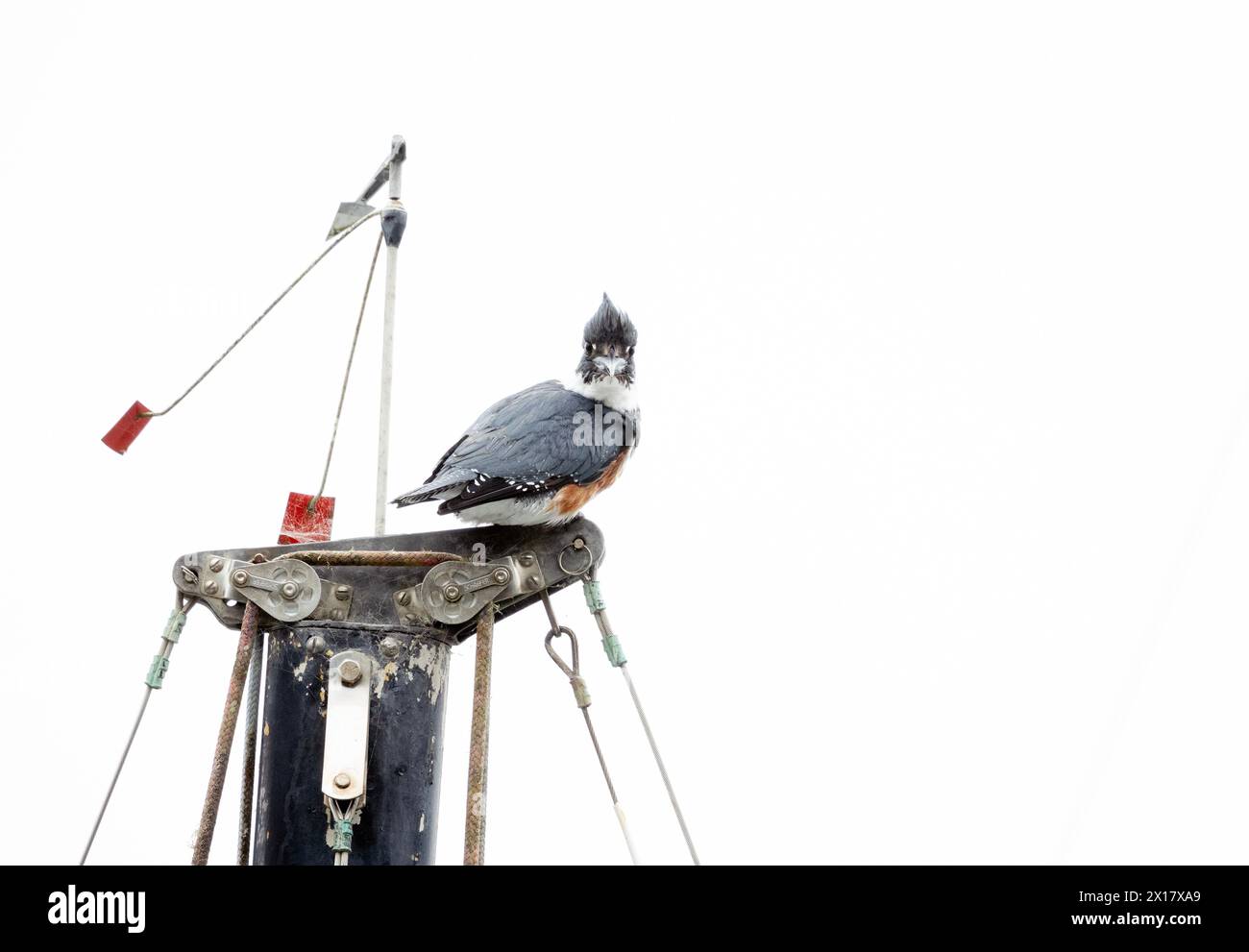 Belted Kingfisher Female on Top of Boat Mast Stock Photo - Alamy