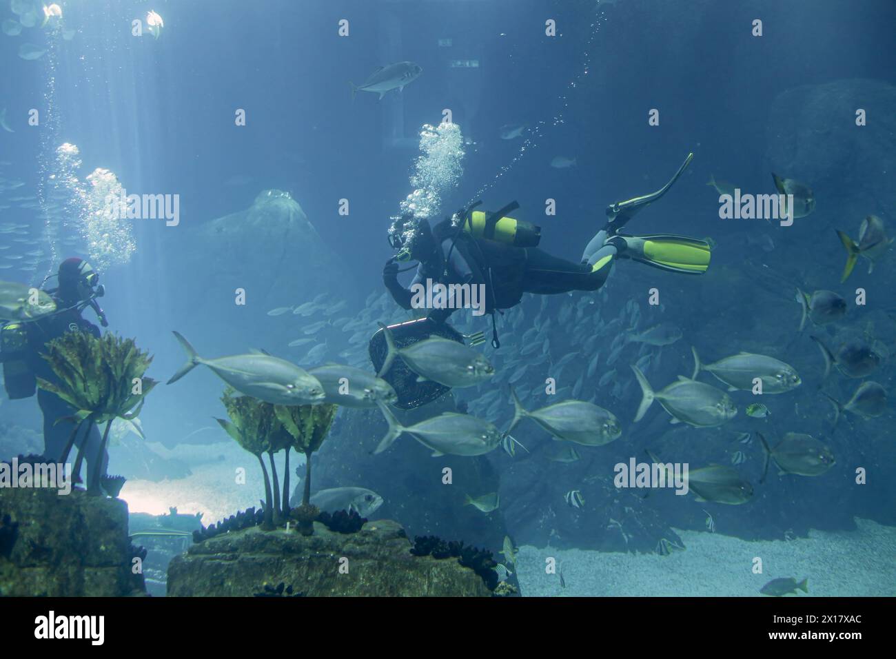 Marine aquarium diver biologist in maintenance period Stock Photo - Alamy