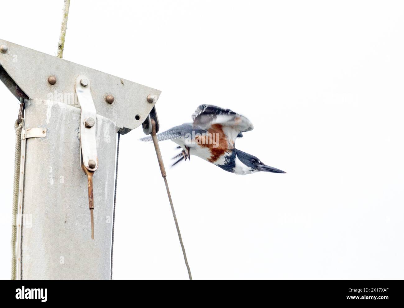 Belted kingfisher female taking off from top of boat mast hi-res stock photography and images ...