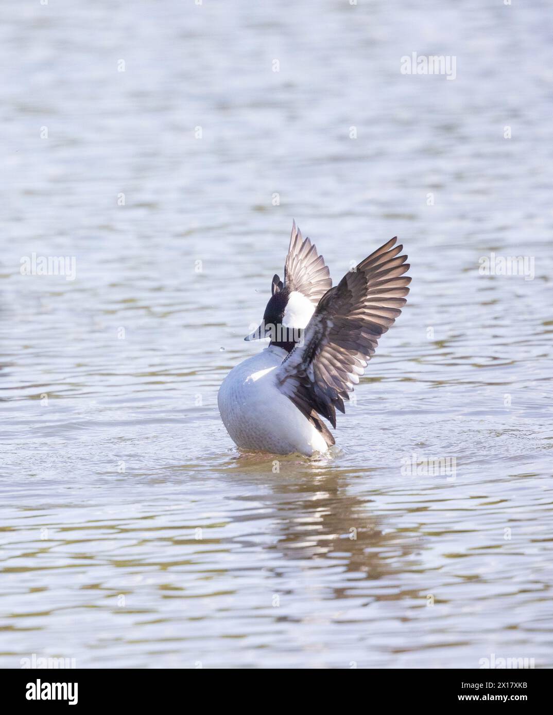 Male wings hi-res stock photography and images - Alamy