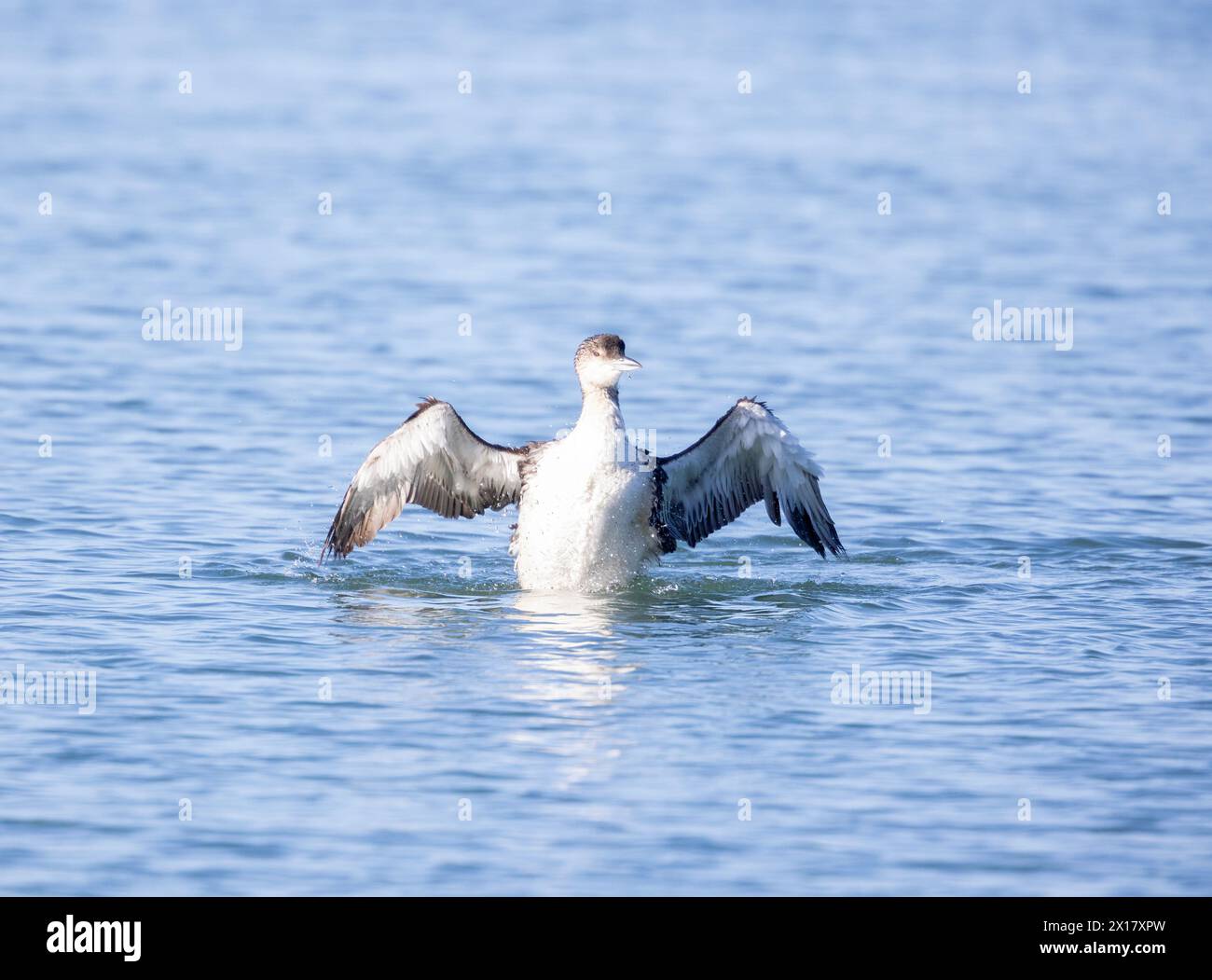 Common Loon Flapping Wings Stock Photo - Alamy