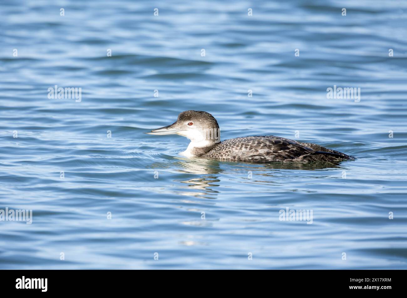 Common Loon with Broken Upper Beak Stock Photo - Alamy