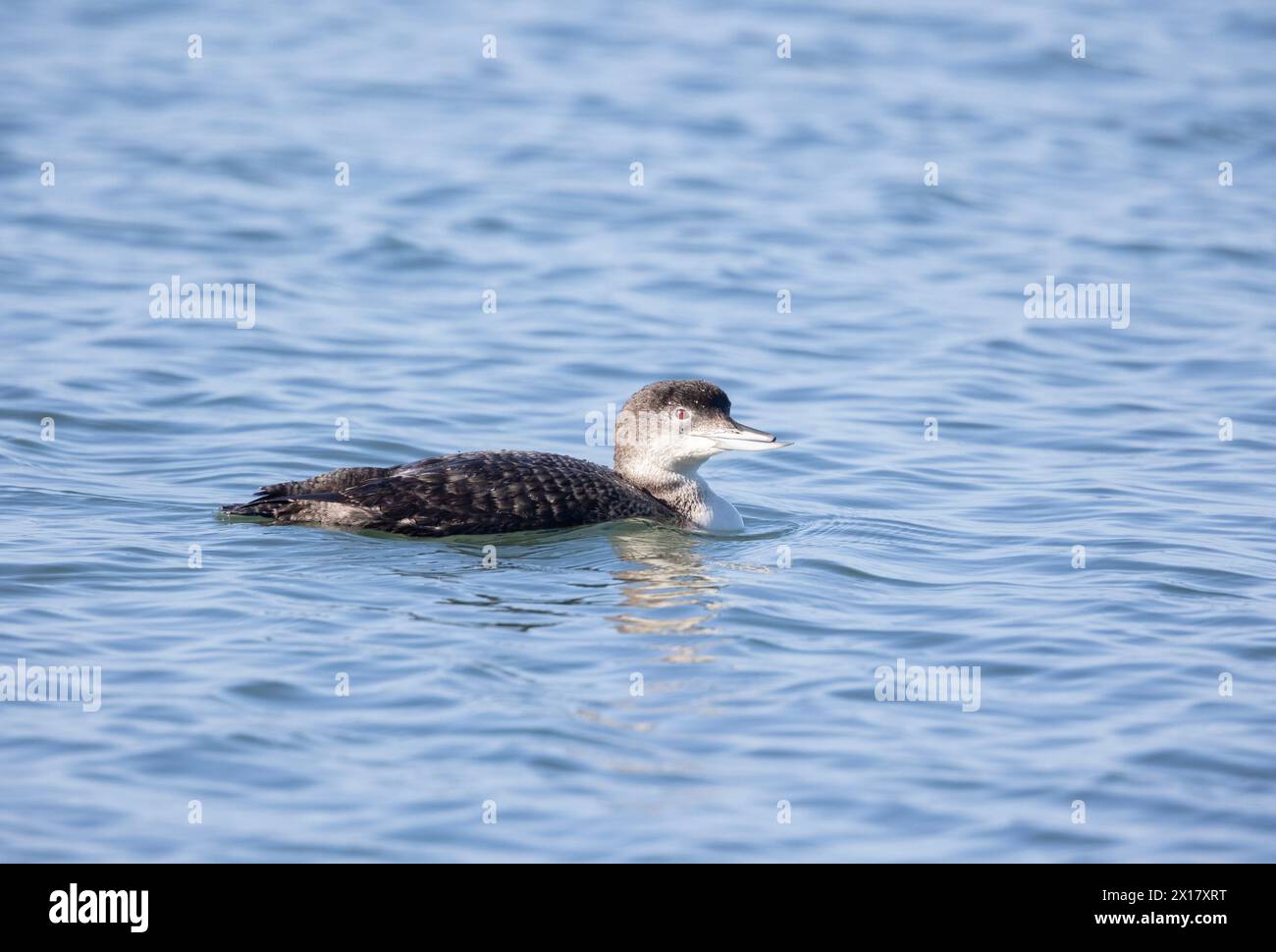 Common Loon with Broken Upper Beak Stock Photo - Alamy