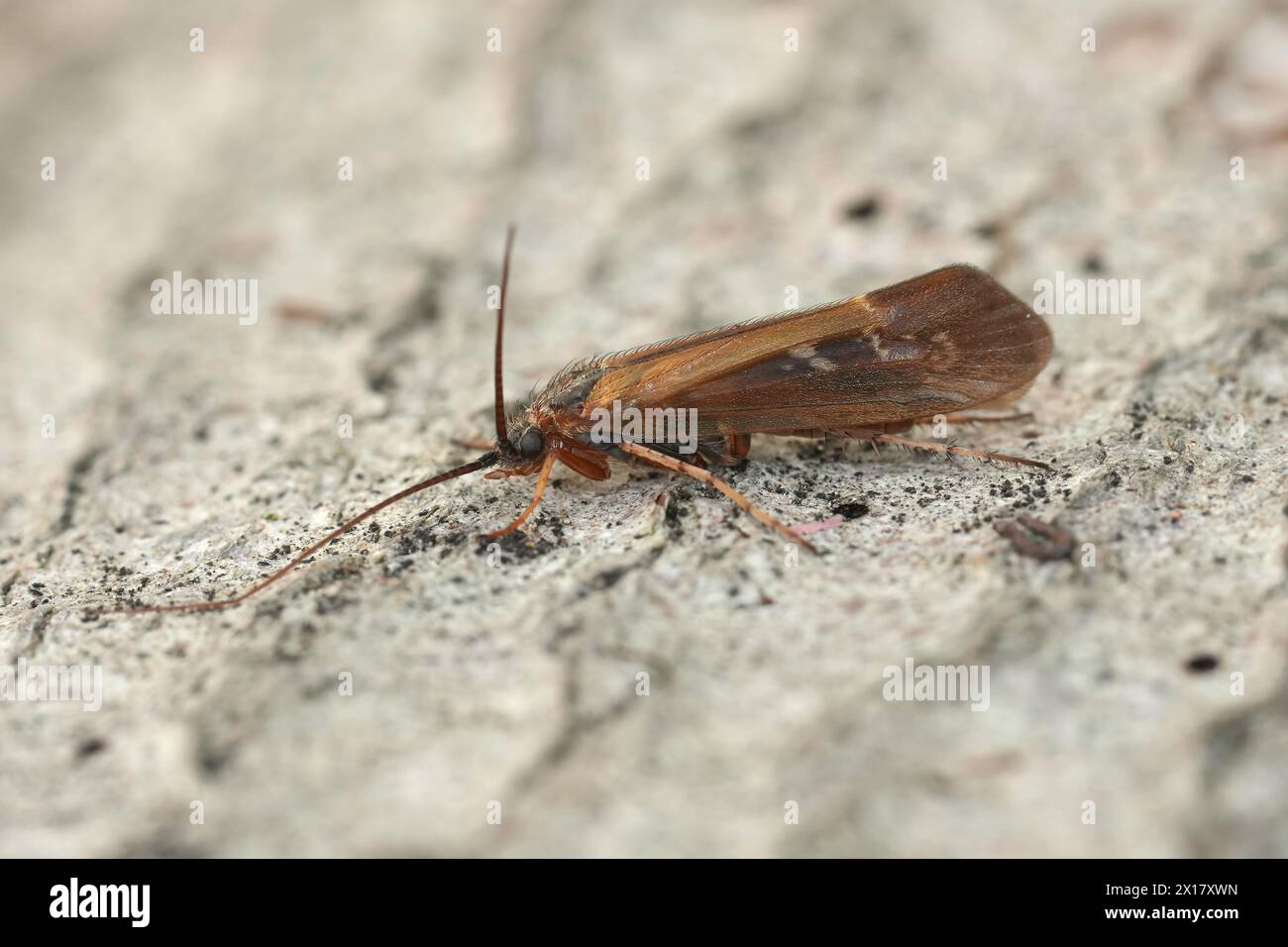 Natural closeup on a brown European caddisfly species, Limnephilus ...