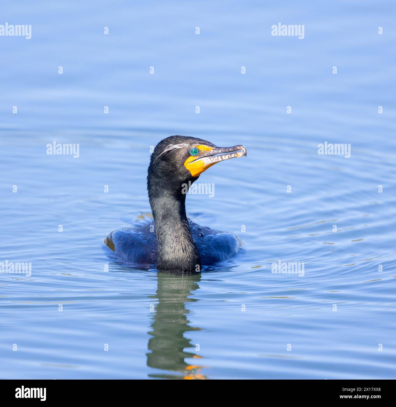 Double crested Cormorant in Breeding Plumage Stock Photo - Alamy