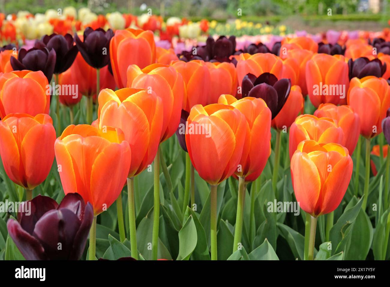 Triple a hi-res stock photography and images - Alamy