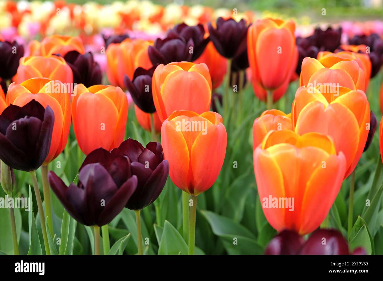 Orange Darwin hybrid tulip, Tulipa ‘Triple A’ in flower Stock Photo - Alamy