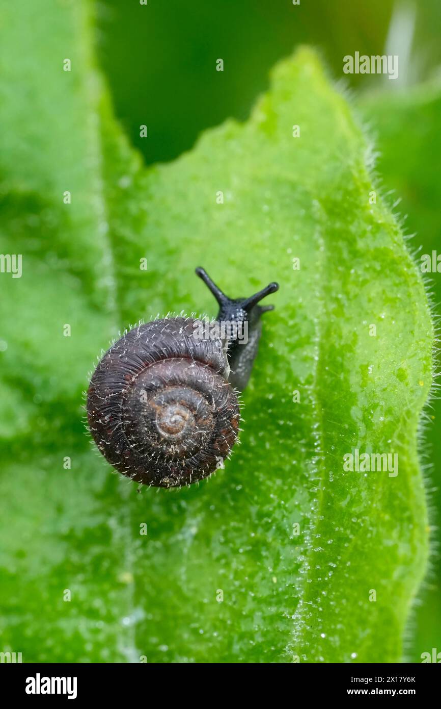Natural vertical closeup on a European Hairy snail, Trocholus hispidus ...