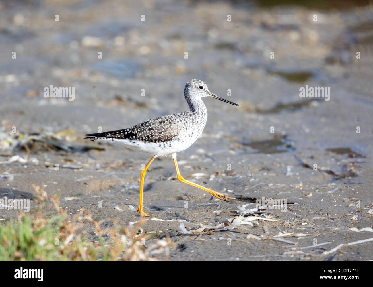 Lesser Yellowlegs Walking Stock Photo - Alamy