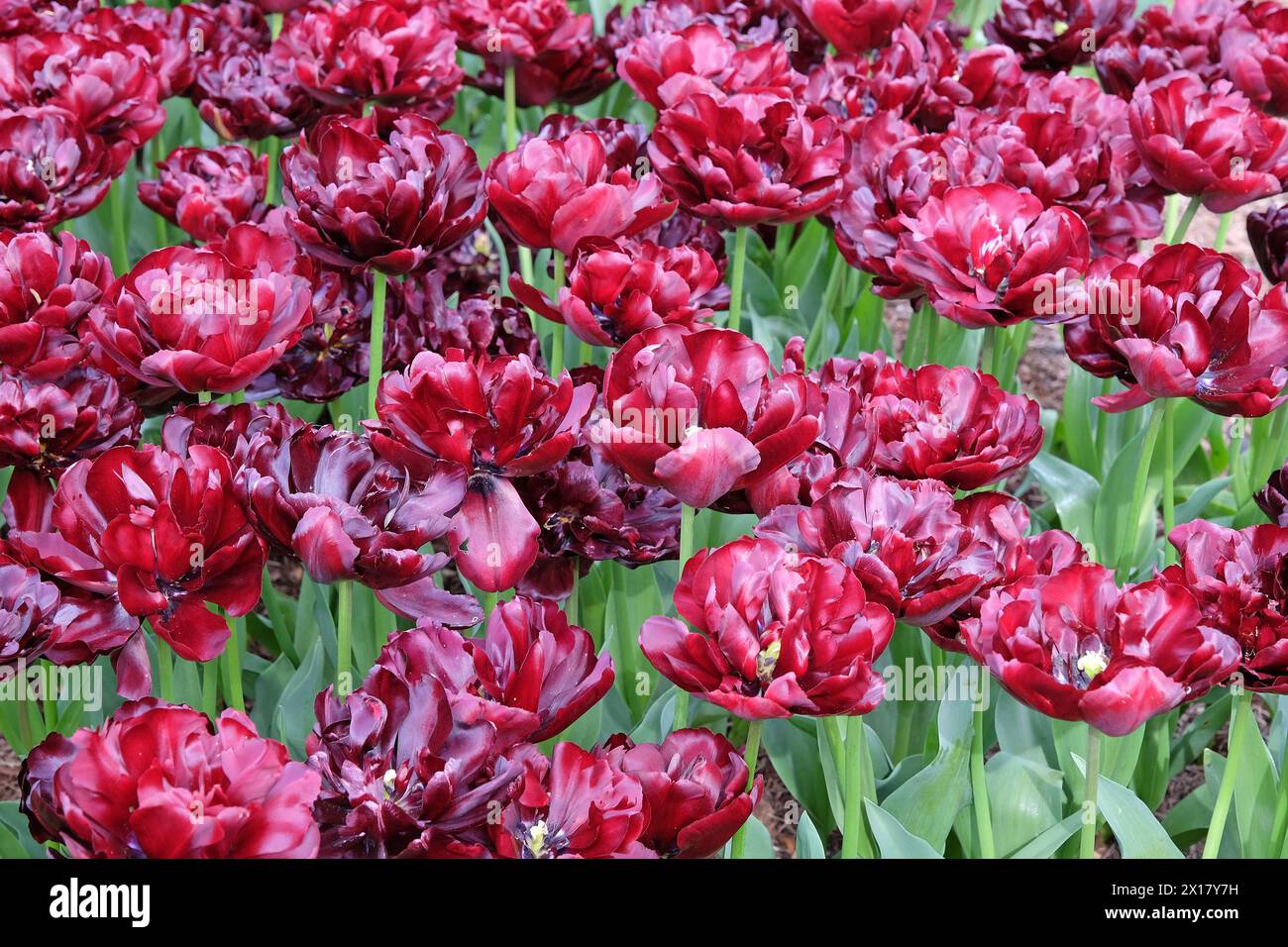 Tulipa palmyra hi-res stock photography and images - Alamy