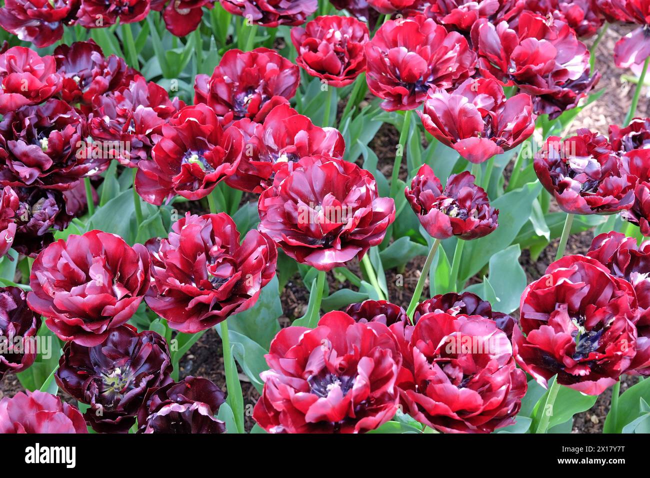 Tulipa palmyra hi-res stock photography and images - Alamy