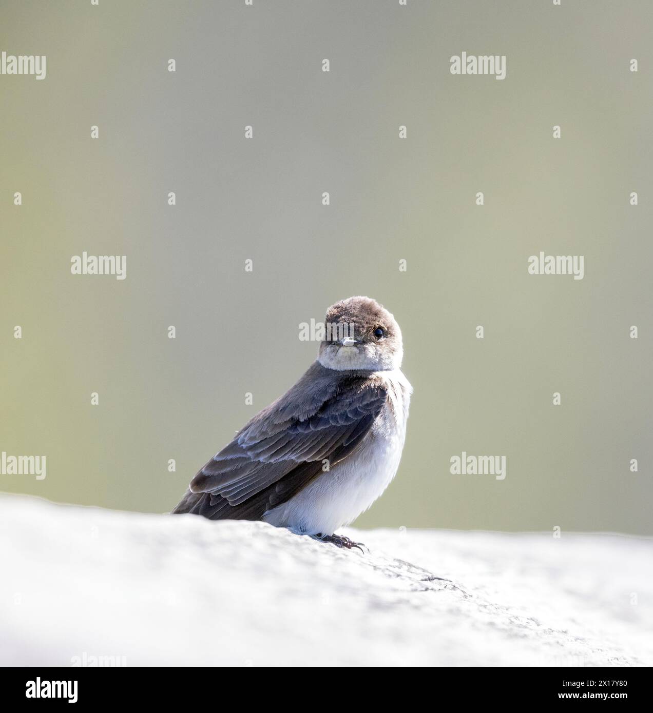 Northern Rough winged Swallow Stock Photo - Alamy