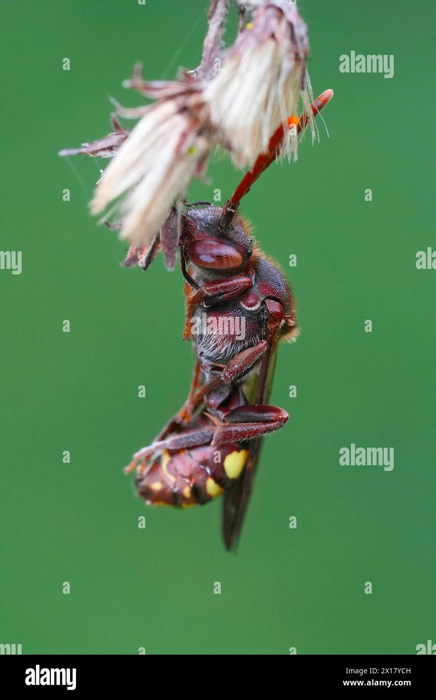 Natural closeup on a dormant female Nomada bee, hanging from the ...