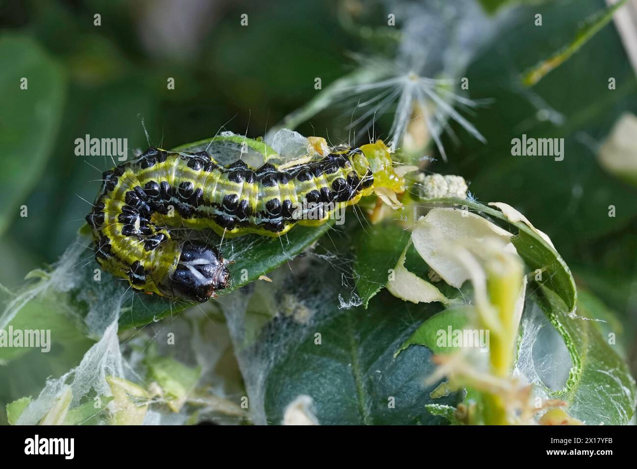 Buxus gardens hi-res stock photography and images - Alamy