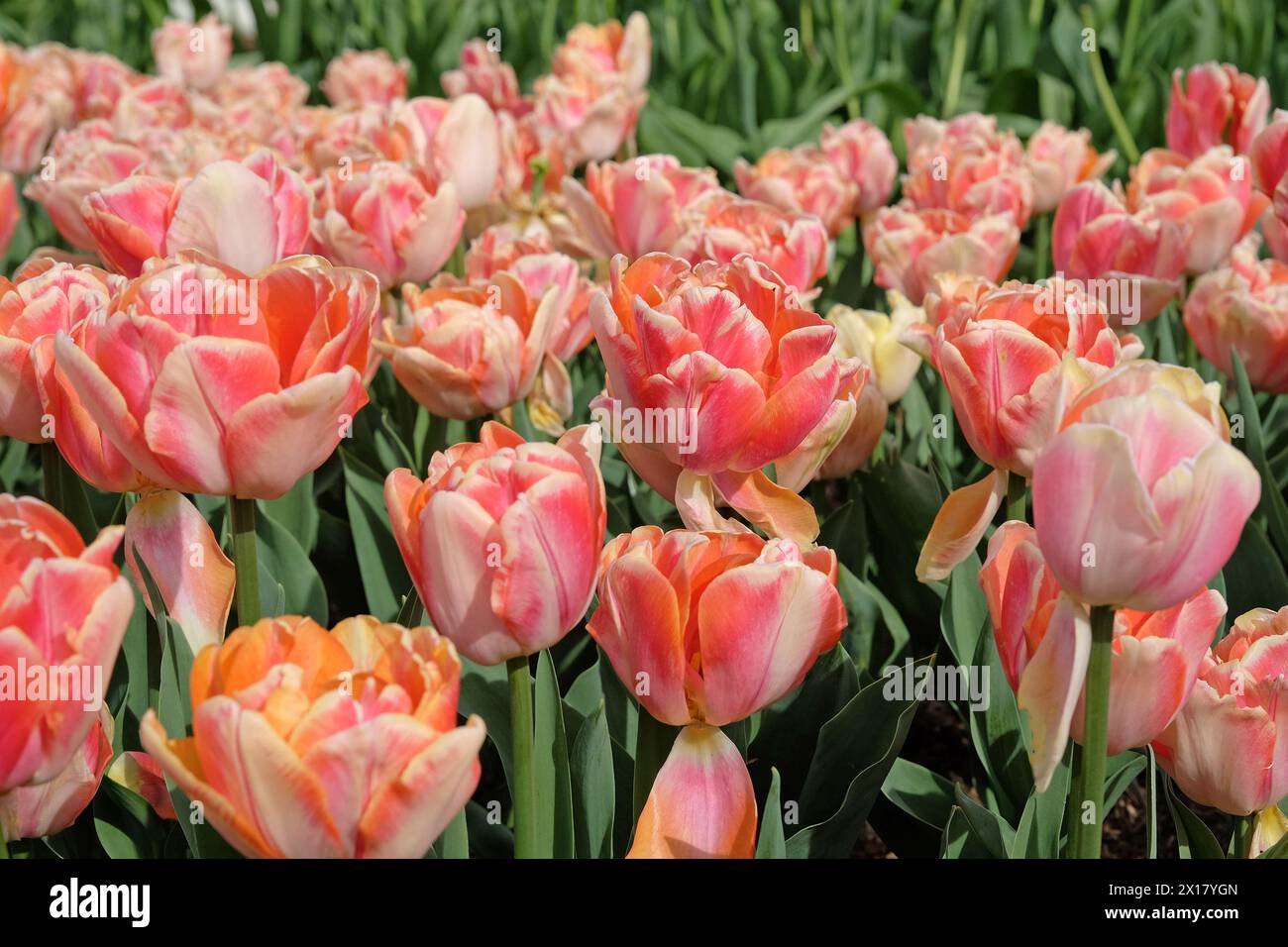 Cream, pink and yellow double tulip, tulip ‘creme upstar’ in flower ...