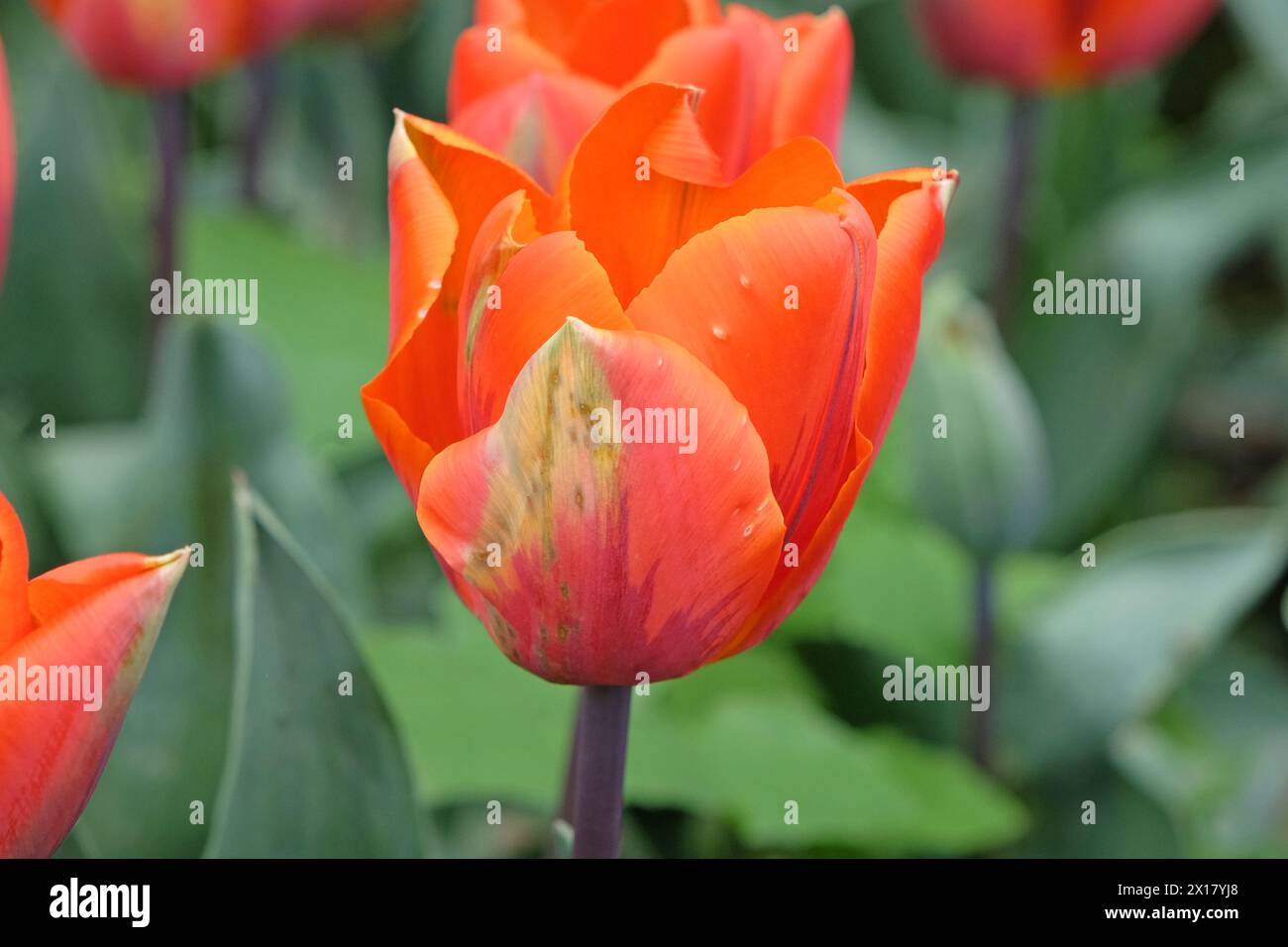 Orange triumph tulip, Tulipa ‘Princess Irene’ in flower Stock Photo - Alamy