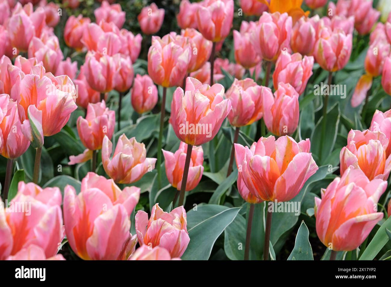 Triumph tulip pretty princess hi-res stock photography and images - Alamy