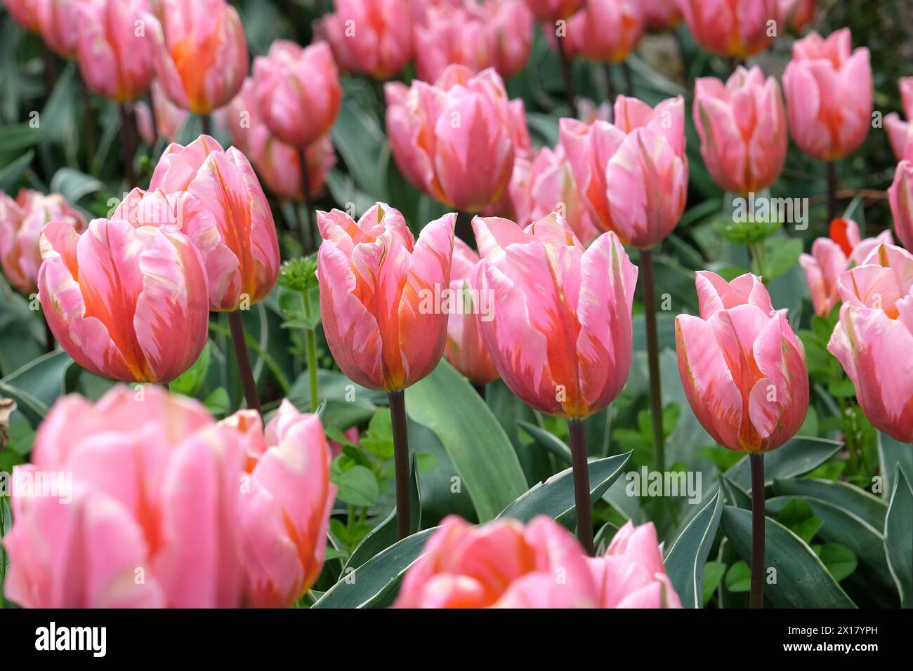 Tulipa pretty princess hi-res stock photography and images - Alamy