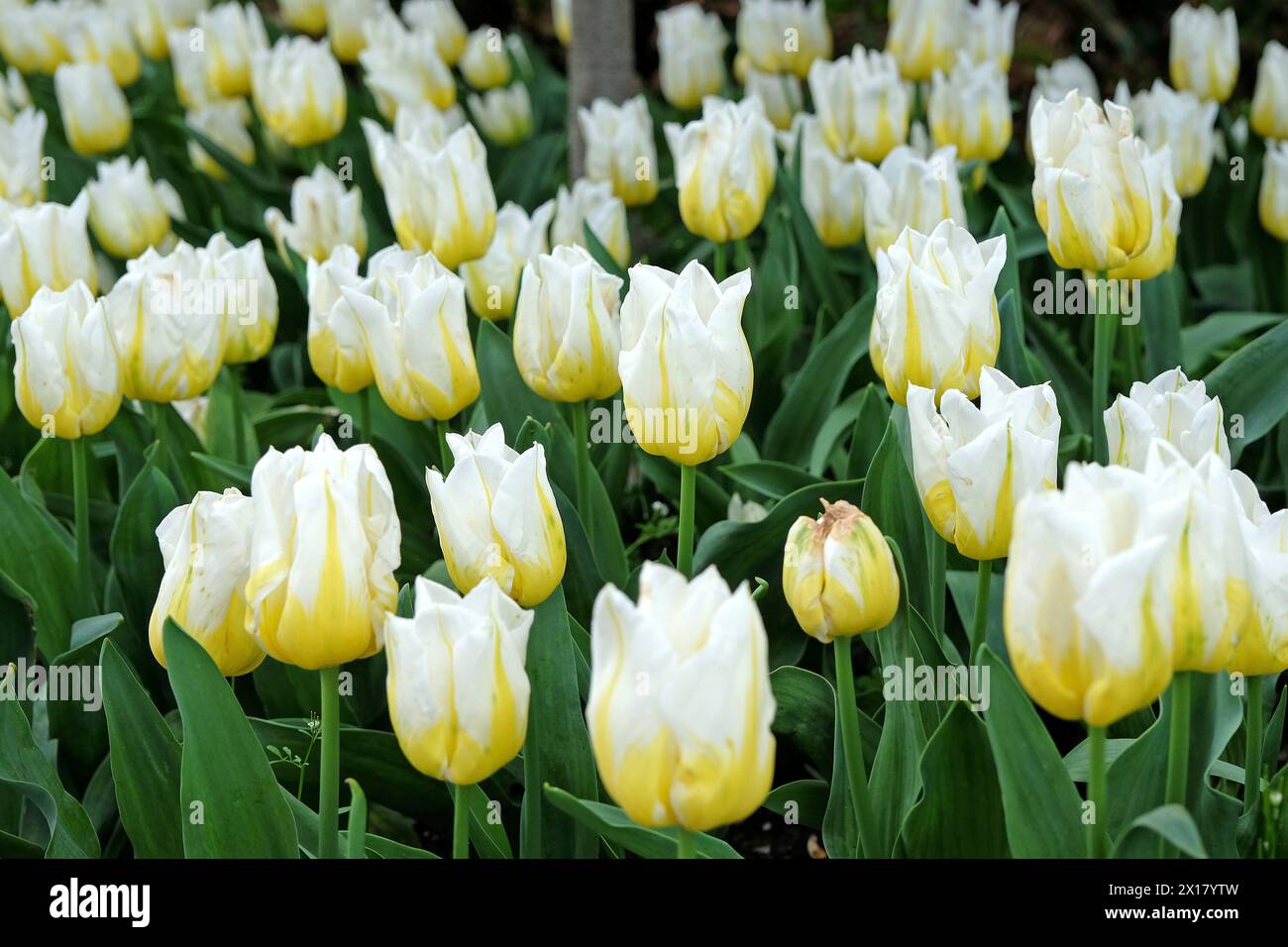 White and yellow dawn hybrid tulip, tulipa ‘cream cocktail’ in flower ...