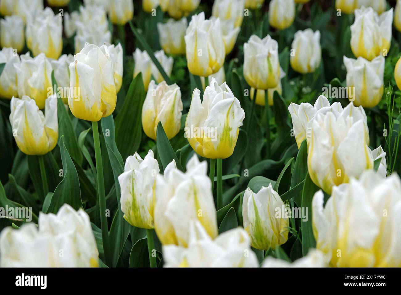 White and yellow dawn hybrid tulip, tulipa ‘cream cocktail’ in flower ...