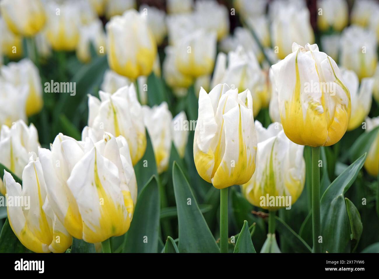 White and yellow dawn hybrid tulip, tulipa ‘cream cocktail’ in flower ...