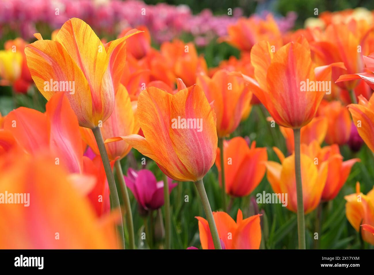 Tall orange and yellow variegated single late tulip, tulipa ‘El Nino ...