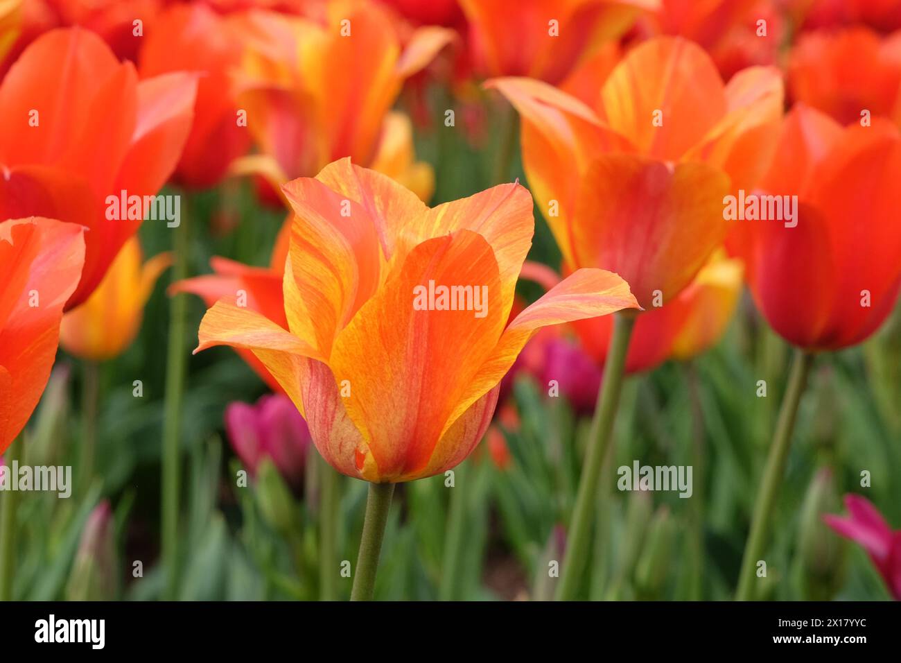 Tall orange and yellow variegated single late tulip, tulipa ‘El Nino ...