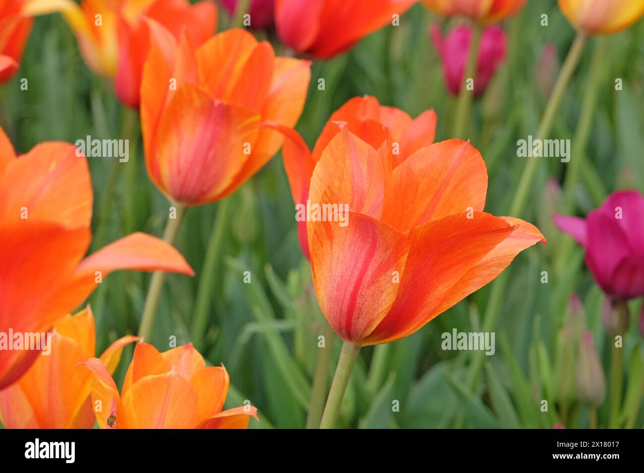 Tall orange and yellow variegated single late tulip, tulipa ‘El Nino ...