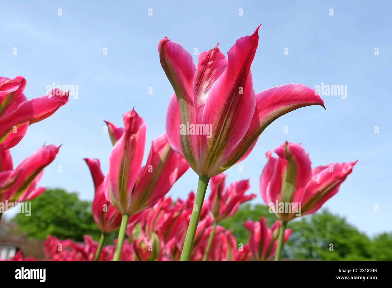 Pink and green viridiflora tulip, tulipa ‘virichic’ in flower Stock ...