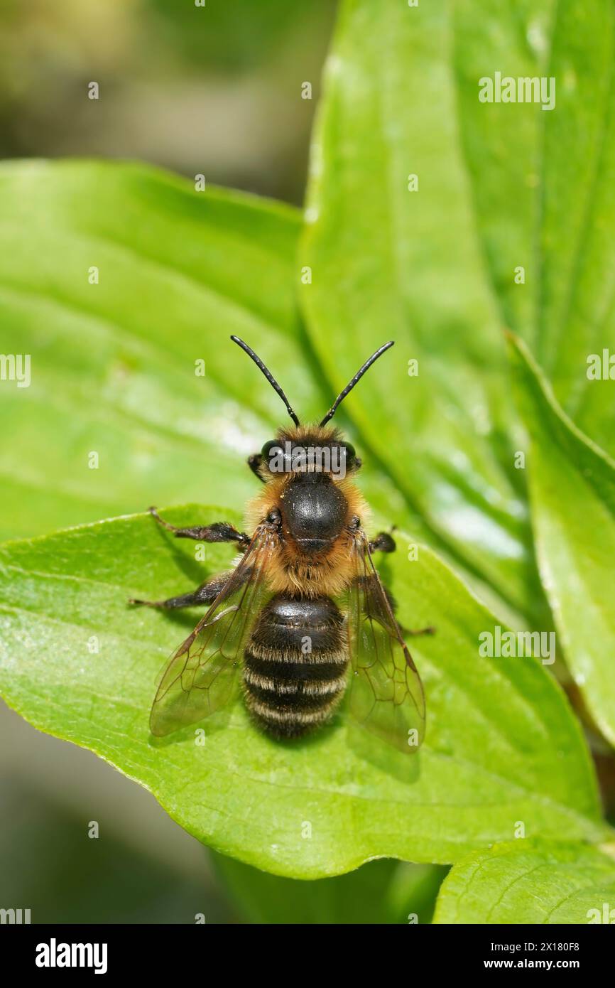 Natural vertical closeup on a chocolate mining bee, Andrena scotica ...