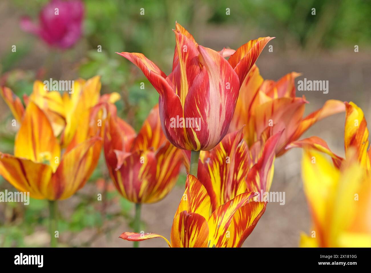 Yellow and red variegated Rembrandt tulip ‘Rubens’ in flower Stock ...