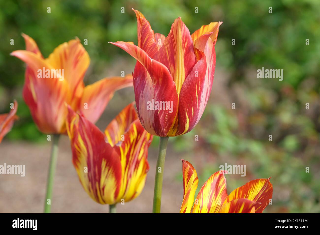 Yellow and red variegated Rembrandt tulip ‘Rubens’ in flower Stock ...