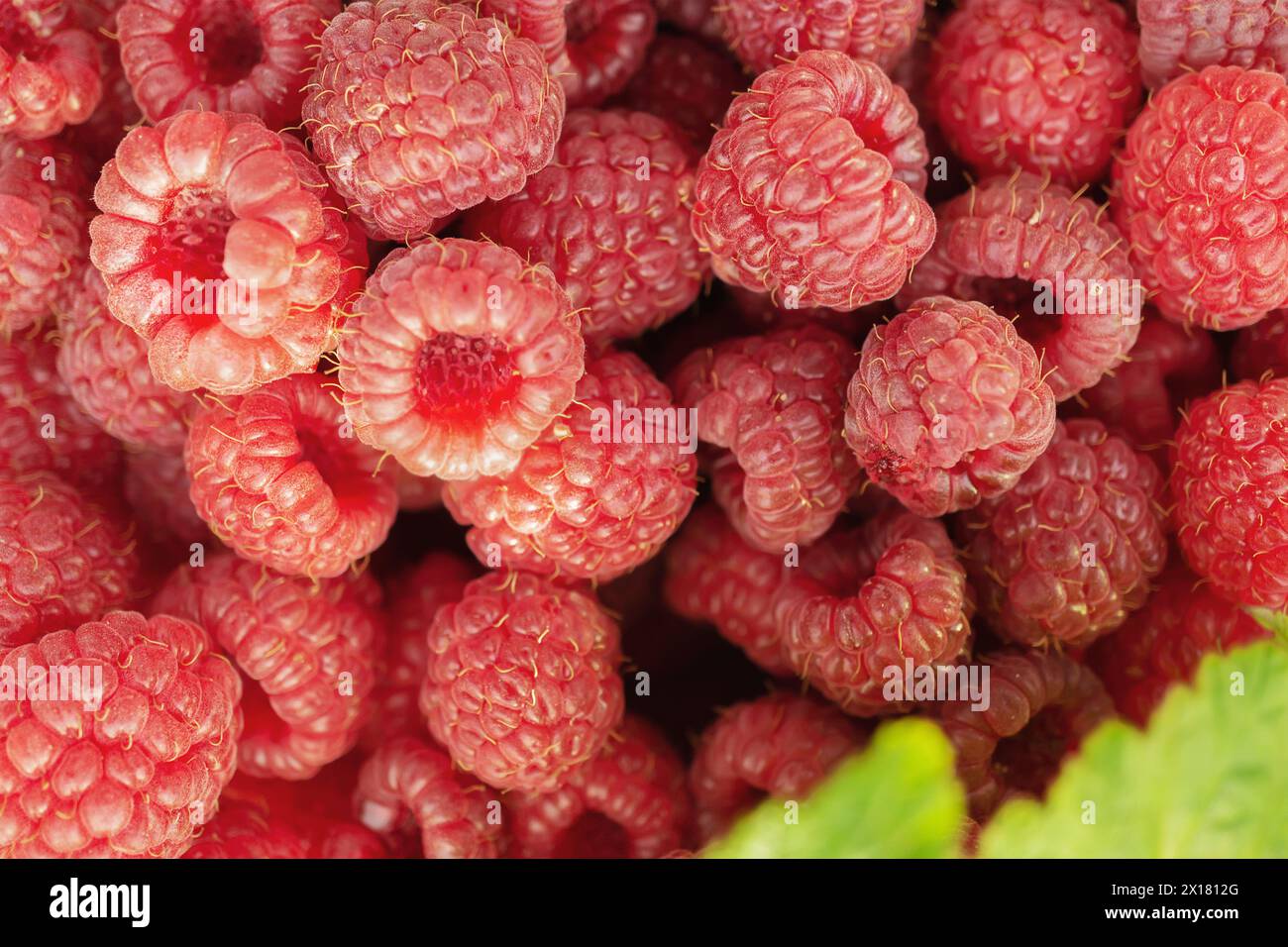raspberries close-up. Ripe juicy raspberry harvest. Berry background ...