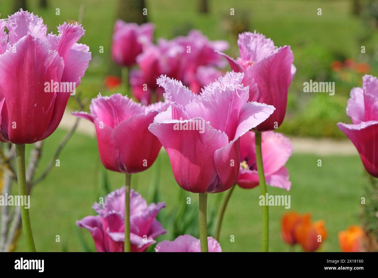 Tulip louvre hi-res stock photography and images - Alamy