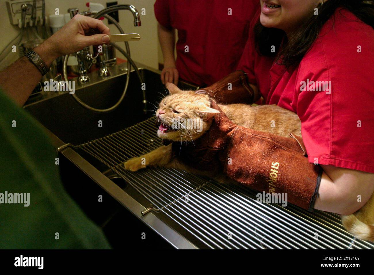 Cat hissing vet hi-res stock photography and images - Alamy