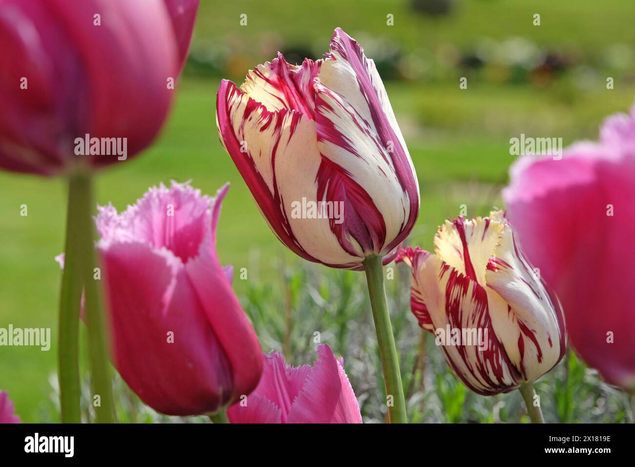 Broken, variegated Purple and cream fringed tulip, tulipa ‘Louvre’ in ...