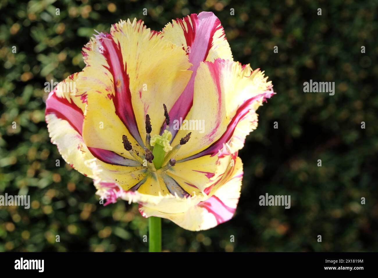 Broken, variegated Purple and cream fringed tulip, tulipa ‘Louvre’ in ...