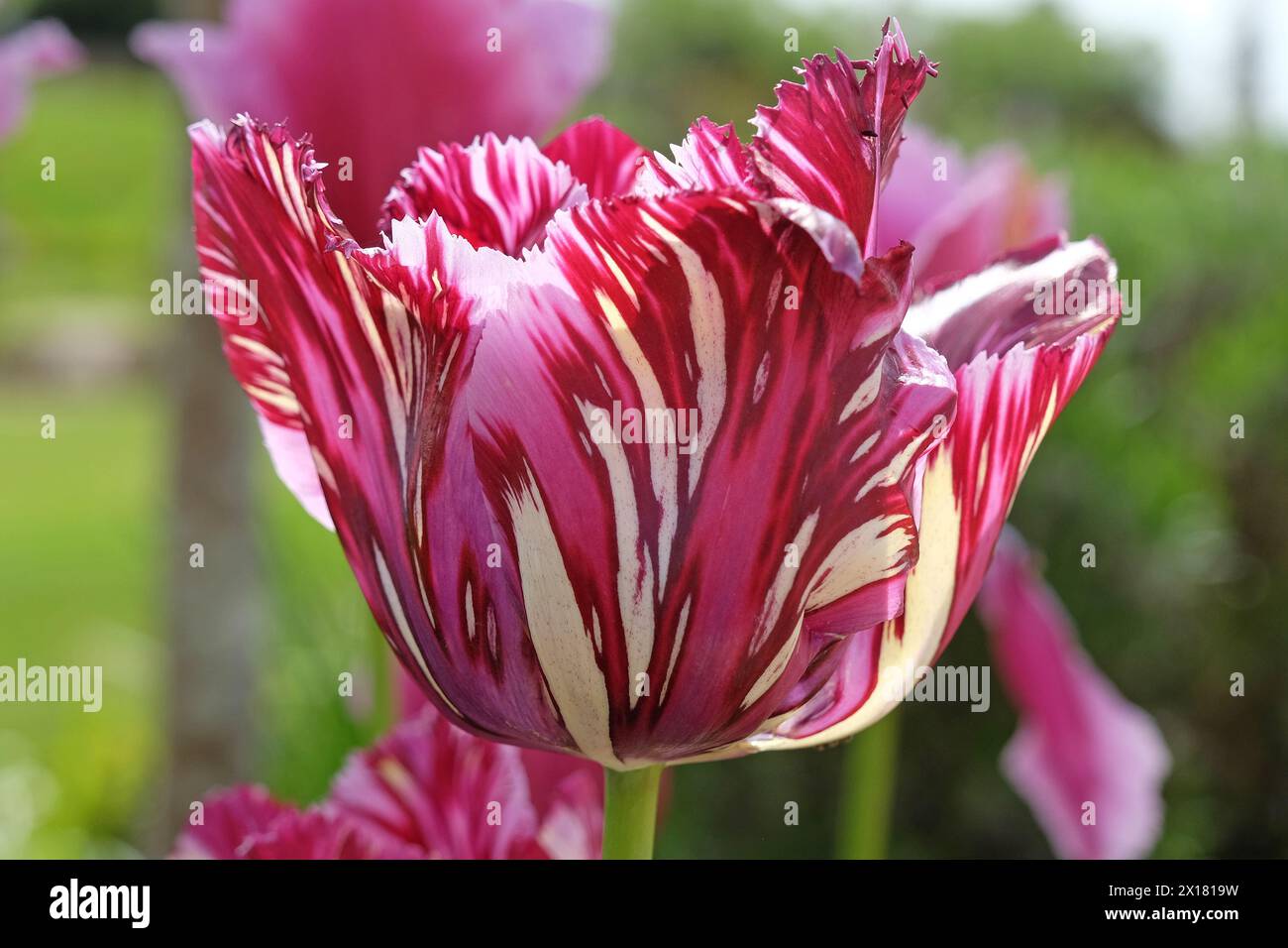 Broken, variegated Purple and cream fringed tulip, tulipa ‘Louvre’ in ...