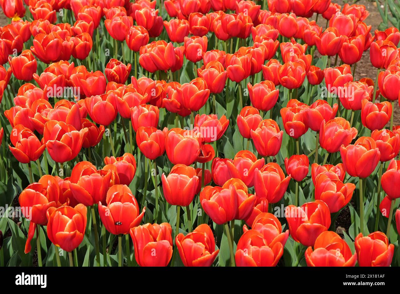 Red and yellow darwin hybrid tulip, tulipa ‘Ad Rem’ in flower Stock ...