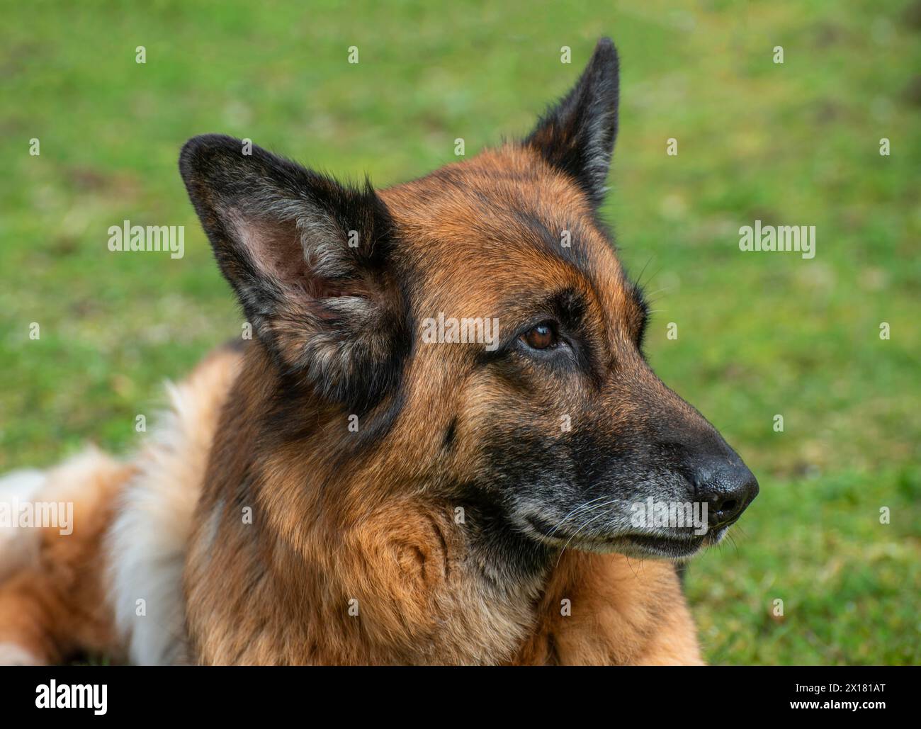 Portrait of an old German shepherd dog, female, on a lawn in Ystad ...