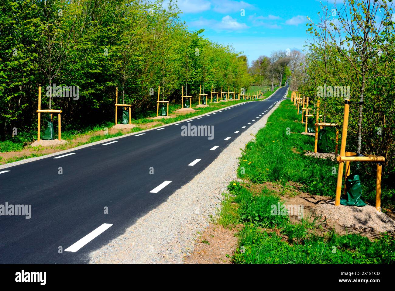 Newly planted avenue along newly paved country road in Stenberget ...