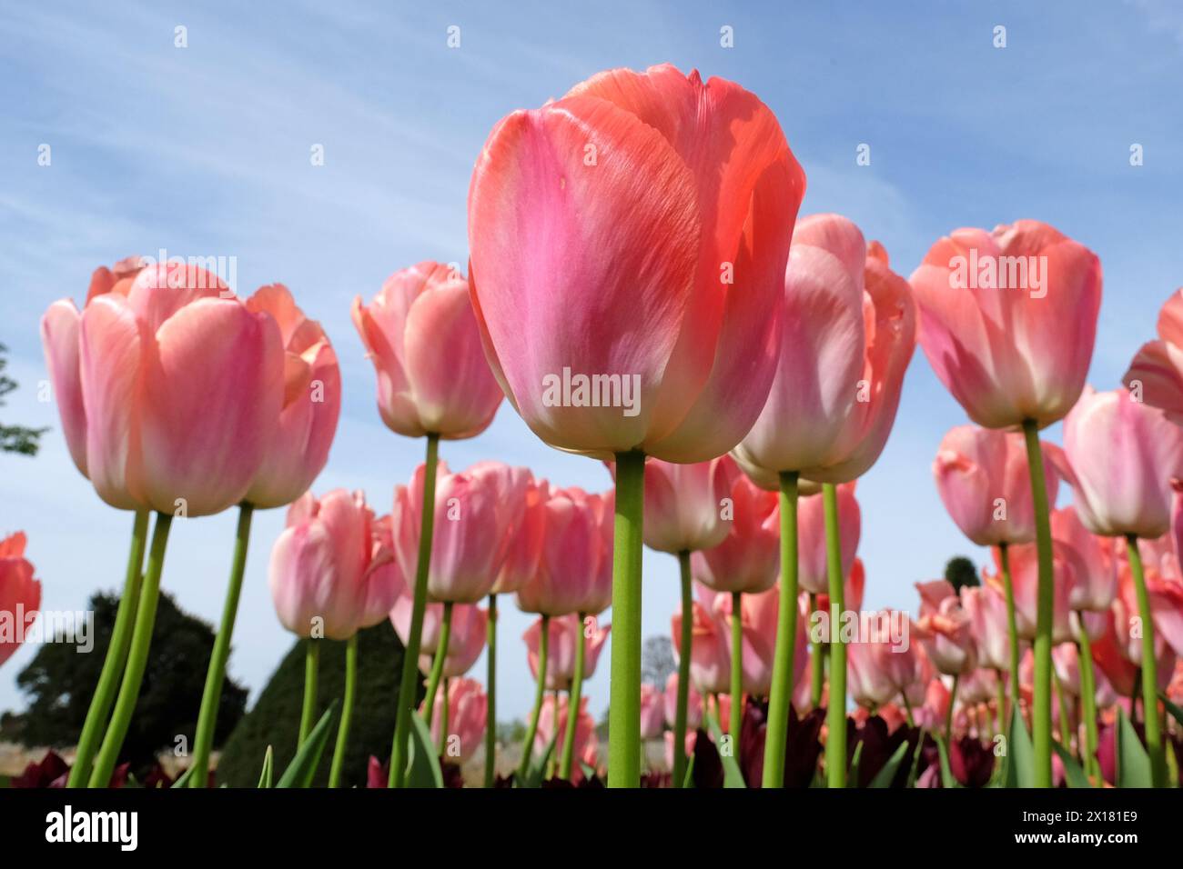 Salmon pink Darwin hybrid tulip, tulipa ‘Pink Impression’ in flower ...