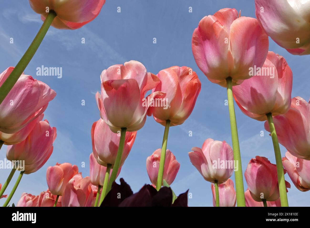 Salmon pink Darwin hybrid tulip, tulipa ‘Pink Impression’ in flower ...