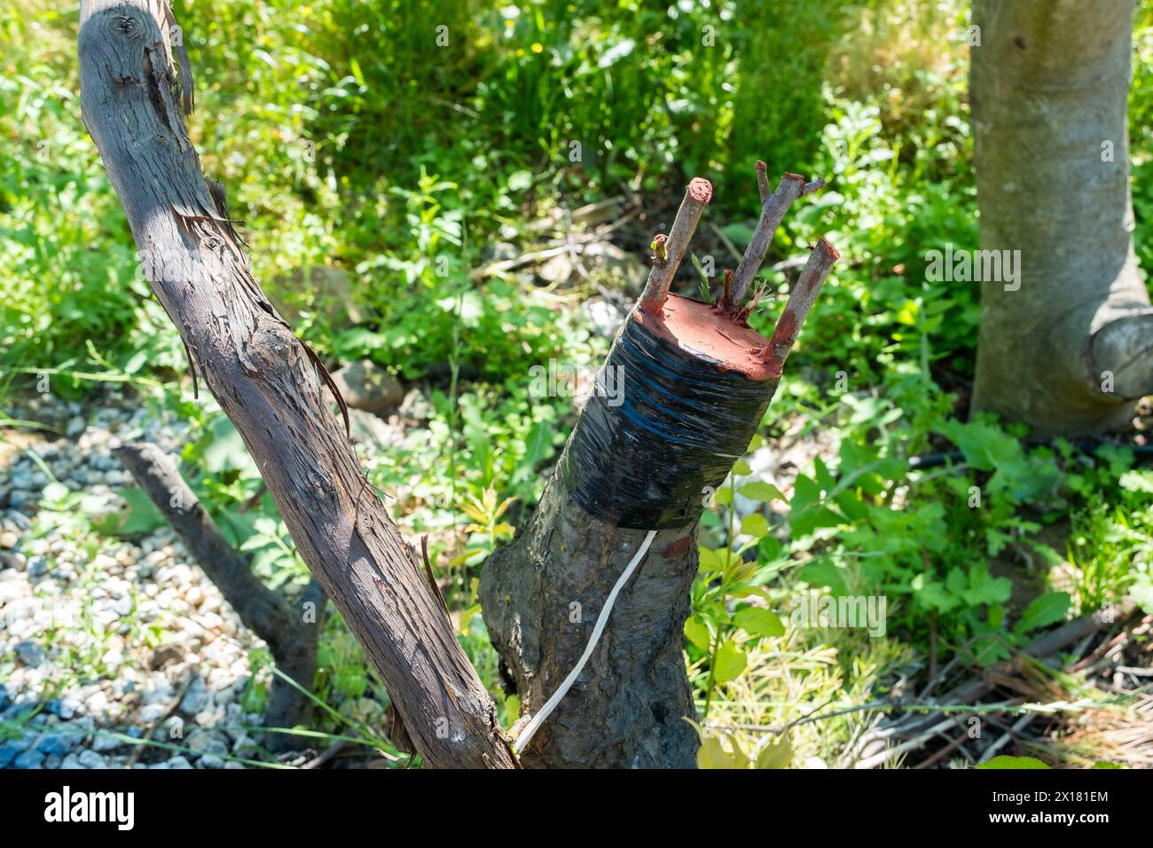 Grapevine propagation. plant nursery. Field of rooted grafts of vine ...