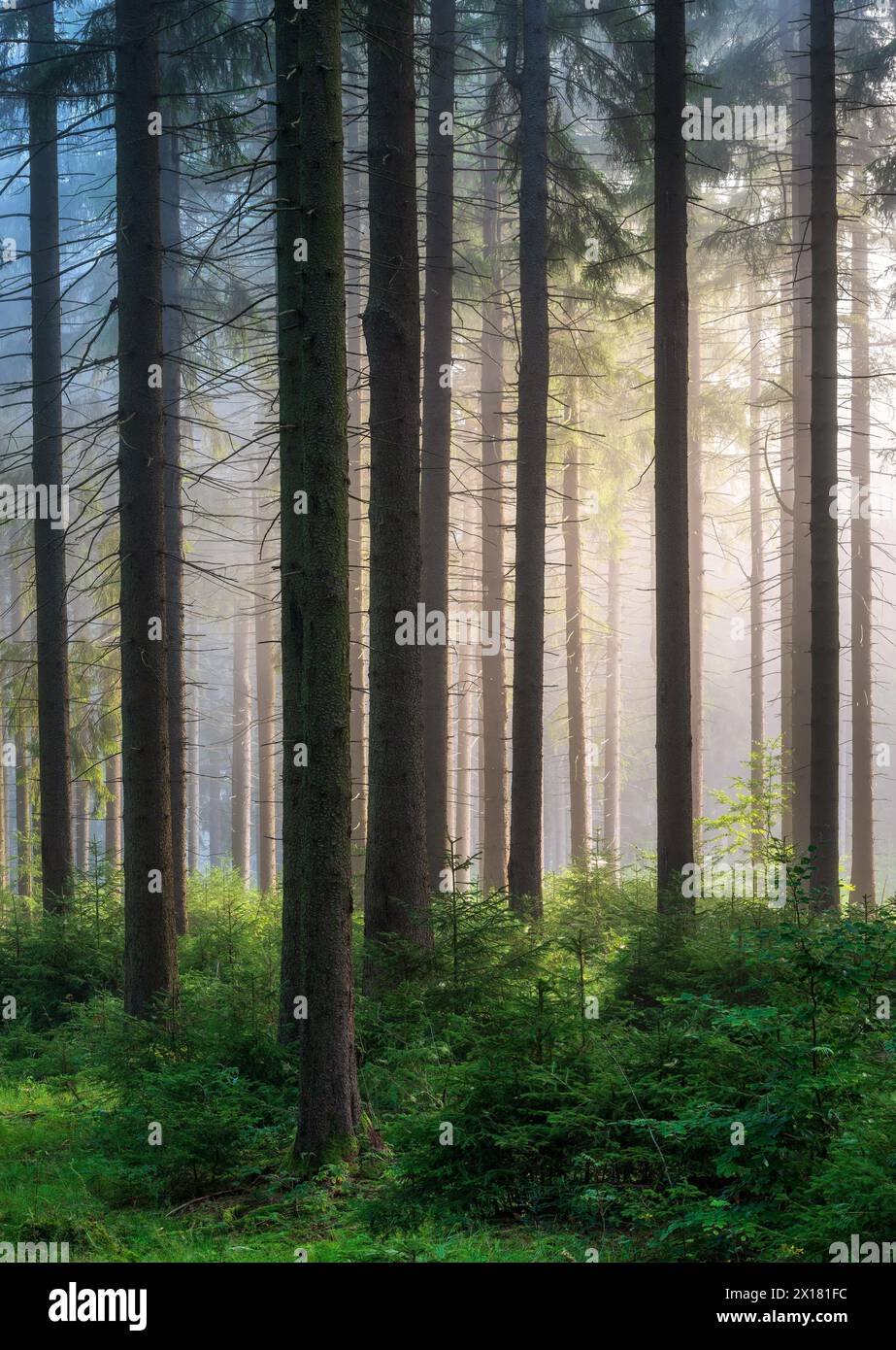 Spruce forest with natural regeneration, sun shining through morning ...