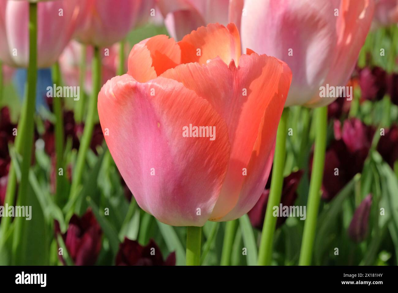 Salmon pink Darwin hybrid tulip, tulipa ‘Pink Impression’ in flower ...