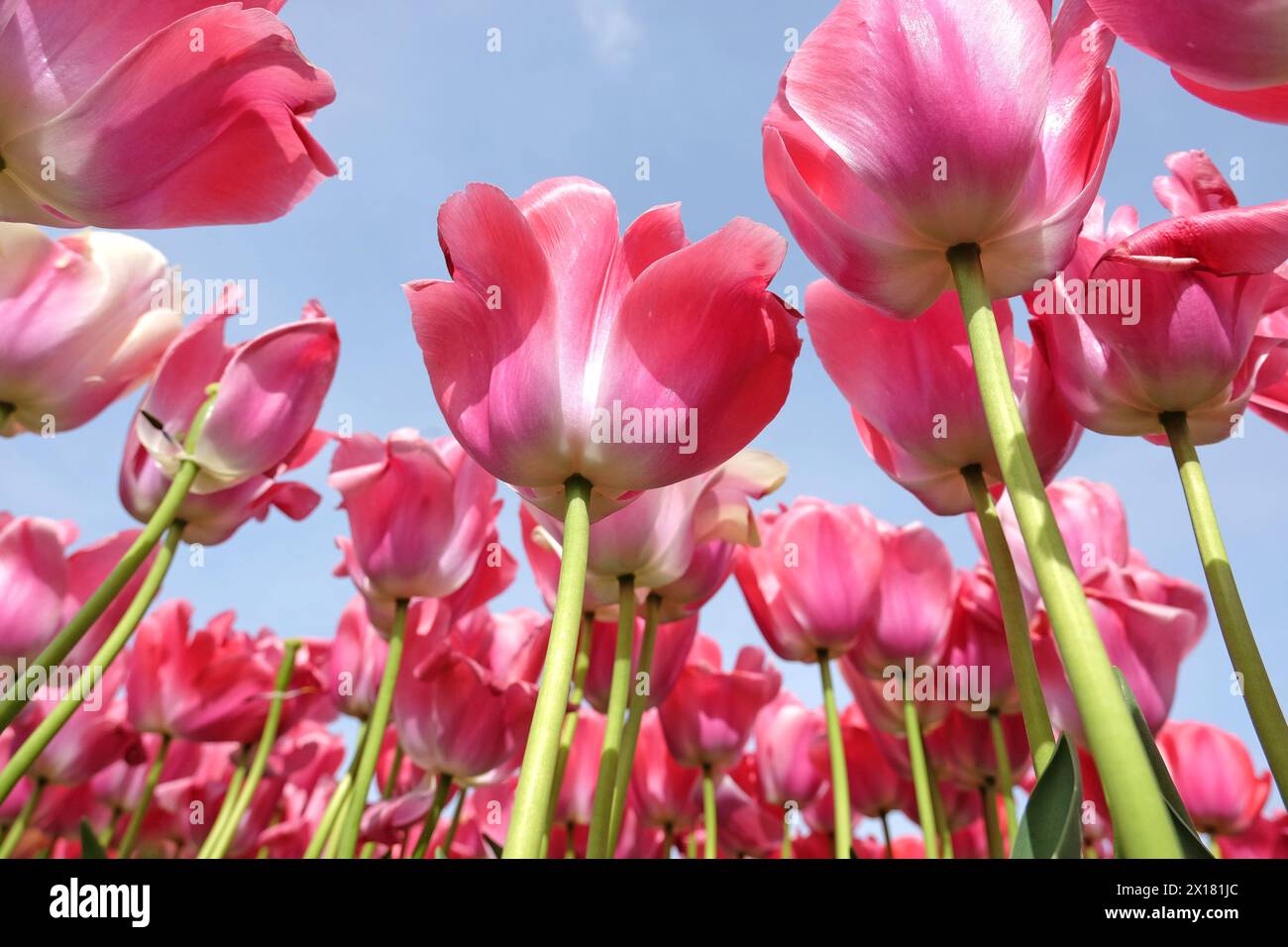 Salmon pink Darwin hybrid tulip, tulipa ‘Pink Impression’ in flower ...