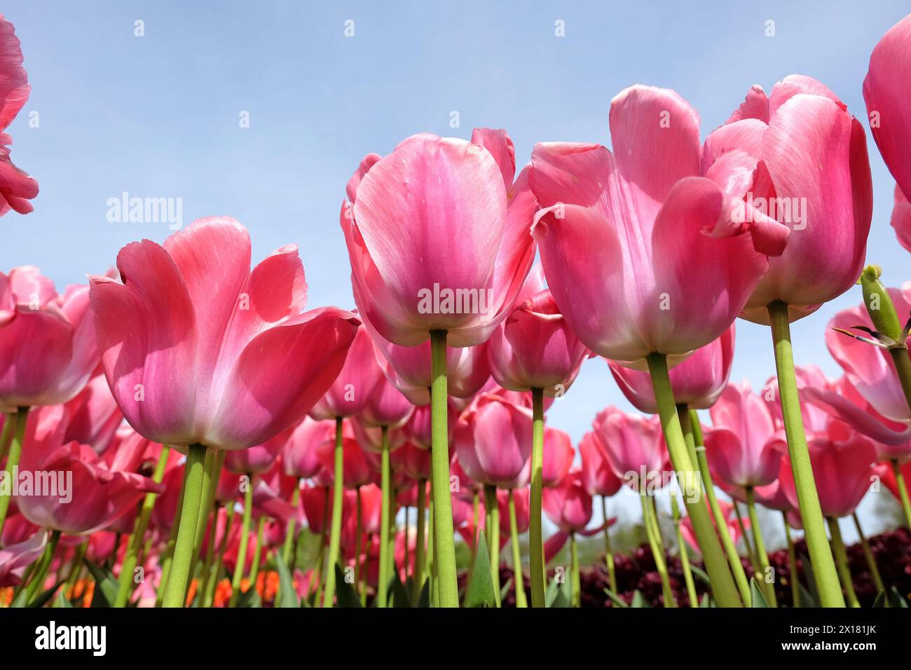 Salmon pink Darwin hybrid tulip, tulipa ‘Pink Impression’ in flower ...