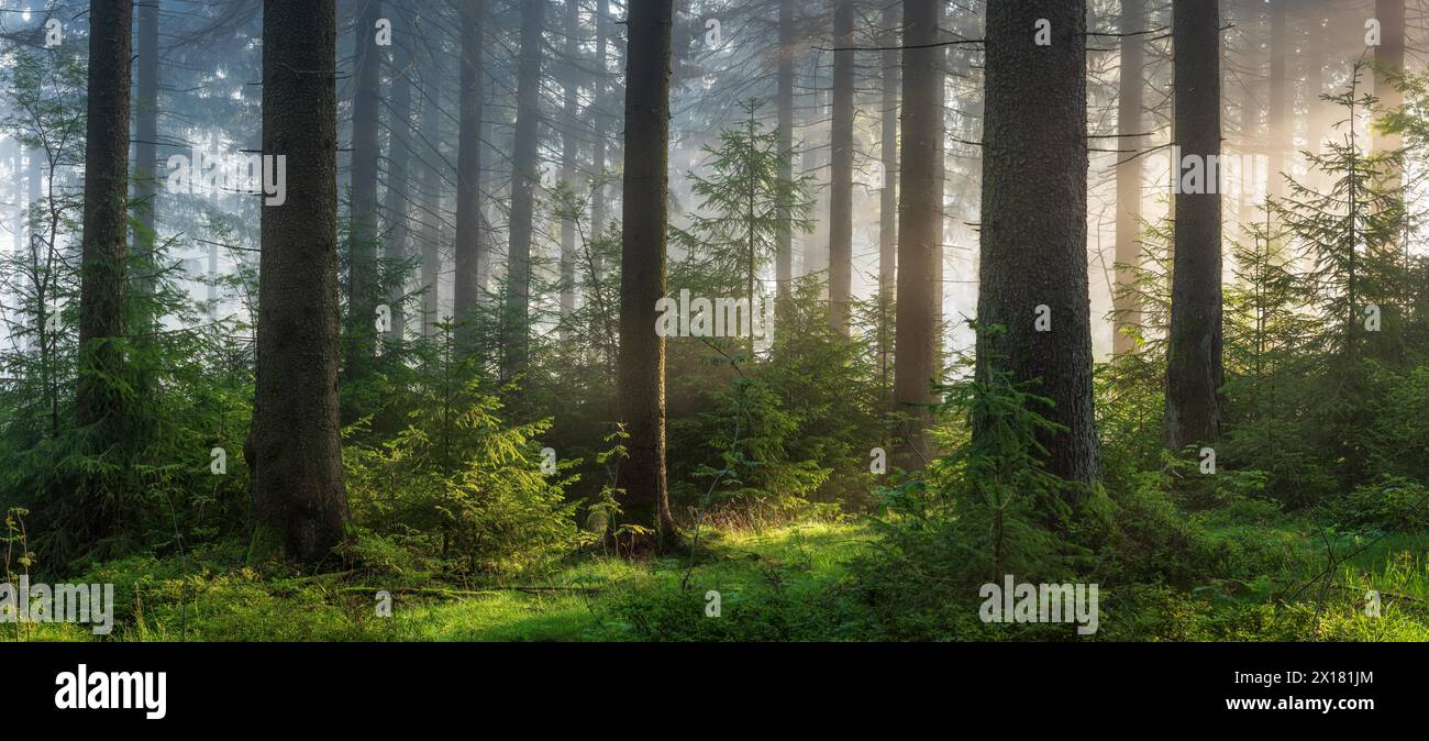 Panorama, spruce forest with natural regeneration, sun shining through ...