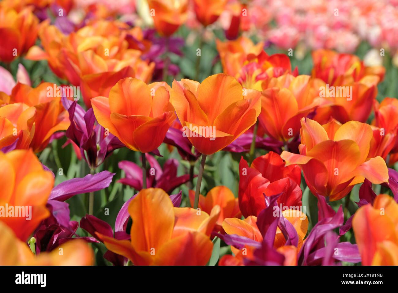 Tall orange and yellow variegated single late tulip, tulipa ‘El Nino ...
